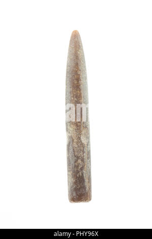 Fossilised belemnite guard, or rostrum, that has been collected near ...
