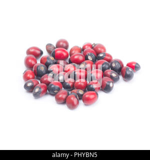 Abrus precatorius or jequirity bean or rosary pea seeds in plants leaf ...