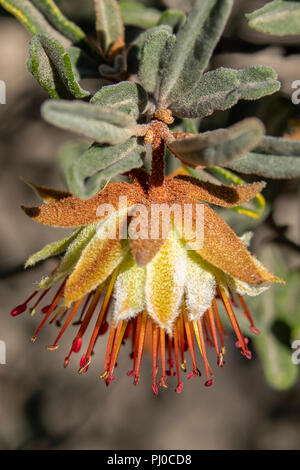 Australian native Wild Rose Diplolaena grandiflora, family Rutaceae ...