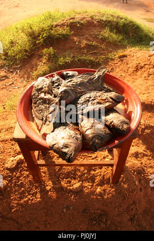 Tilapia fish, Lake victoria , uganda Stock Photo - Alamy