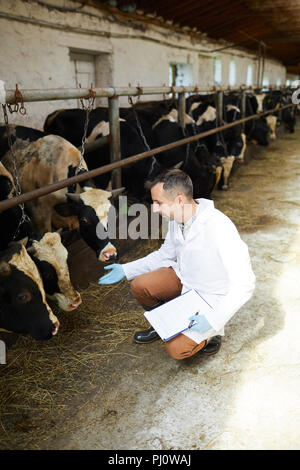 Livestock inspection. Vet or quality control worker inspecting cows in ...