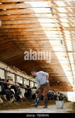 farmer cleaning cow barn Stock Photo - Alamy