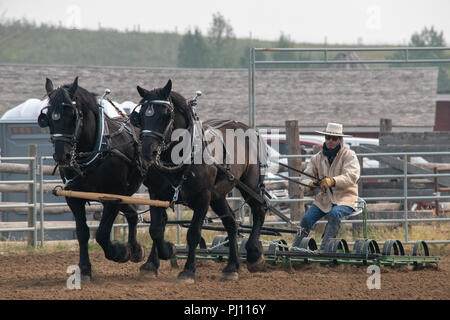 A team of black Percherons rake the corral at the Bar U Ranch, National ...