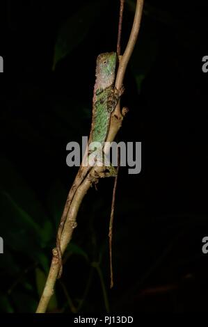 Black-lipped Eyebrow Lizard (Phoxophrys nigrilabis), sitting at a ...