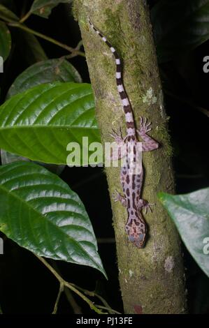 Taylor's bow-fingered gecko, four-striped forest gecko , marbled bent ...