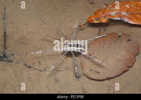 Common White-flanked Water Spider (Nilus albocinctus) from Tamnjung ...