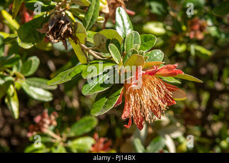 Australian native Wild Rose Diplolaena grandiflora, family Rutaceae ...