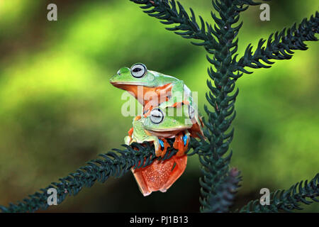 Two Wallace's flying frogs on a branch, Indonesia Stock Photo - Alamy