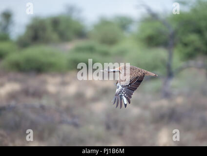 Ludwig's Bustard (Neotis ludwigii), Northern Cape, South Africa, Africa ...