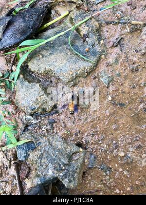 Honey bee drinking in a mud puddle, Germany Stock Photo - Alamy