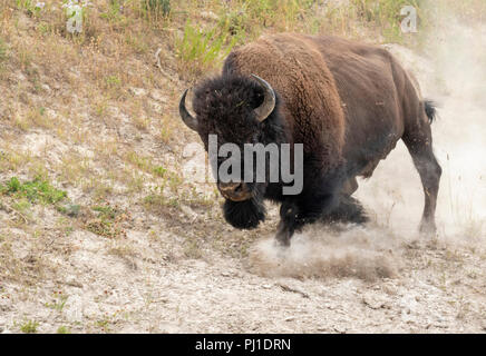 American bison (Bison bison) male charging, Yellowstone National park ...