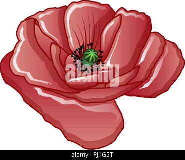 Poppy flower head Watercolor design element Vector illustration for ...