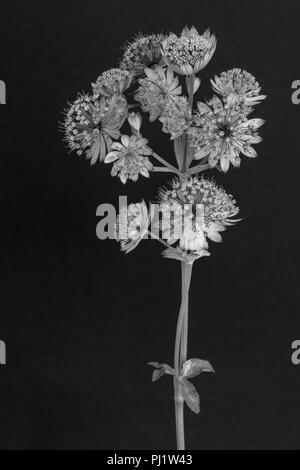 fine art monochrome botanical portrait of tulips Stock Photo - Alamy