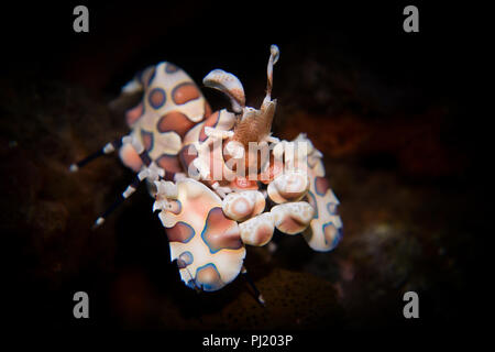 Harlequin Shrimp - Hymenocera picta - a striking and beautiful shrimp ...