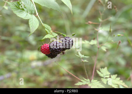 wild black raspberry flower Rubus fruticosa fruticosus blossom Stock ...
