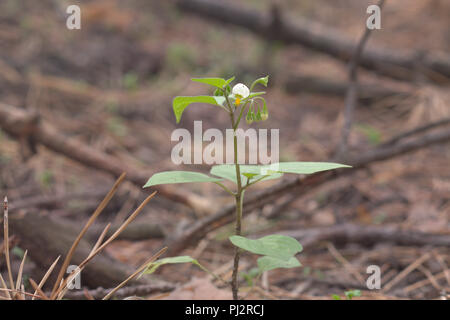 lonely thin branch Stock Photo - Alamy