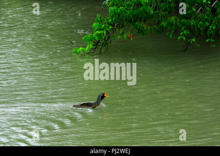 A Masked finfoot (Heliopais personatus) swimming on a canal in ...