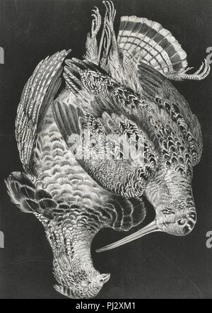 A photograph of dead woodcock and partridge birds, typically associated ...