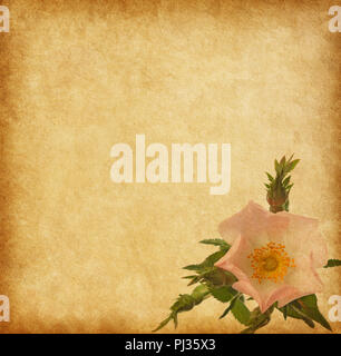 textured old paper background with rose kindling Stock Photo - Alamy