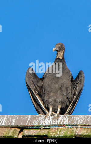 Turkey Vulture Perched on a Roof in Hueston Woods State Park, Ohio ...