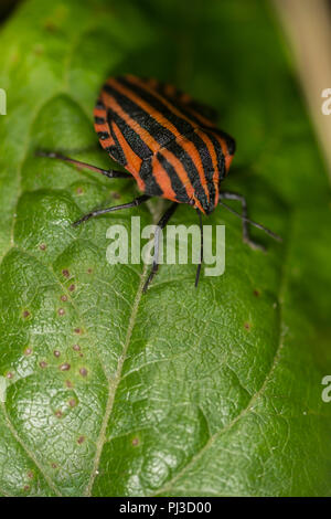 Minstrel bug, a shield or stink bug (Graphosoma italicum: Pentatomidae ...