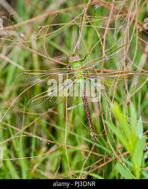 Common Green Darner in flight over a pond Stock Photo - Alamy