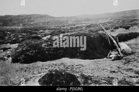 Azorella selago Hook.f. (Valdivia Expedition -Tafel VI Stock Photo - Alamy