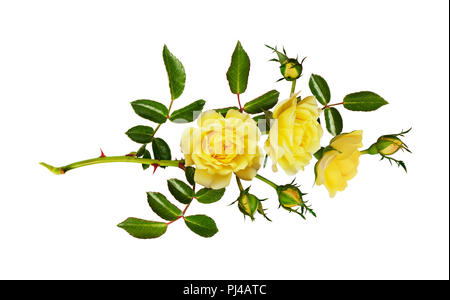 Buds of a yellow rose on a bush. Blooming roses in the garden. Yellow ...