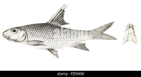 Barbus micropogon Achilles 136 Stock Photo - Alamy