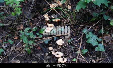 Toadstools Warwickshire uk Stock Photo - Alamy
