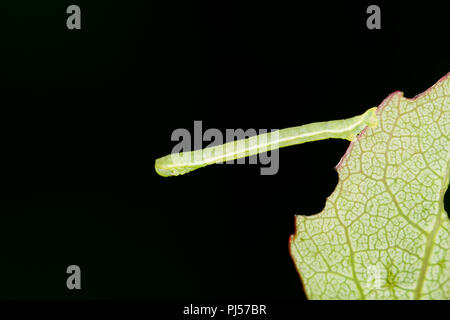 Early tooth striped moth caterpillar Stock Photo - Alamy