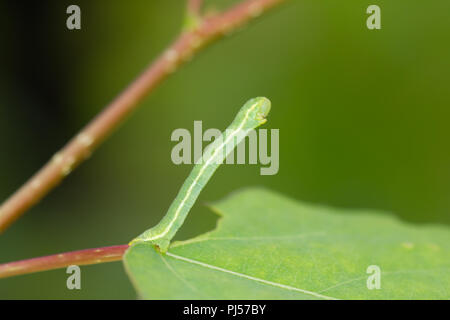Early tooth striped moth caterpillar Stock Photo - Alamy