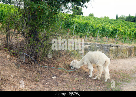 Llama pasturing in the vineyards near Bad Duerkheim, Rhineland ...