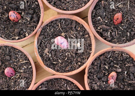 Phaseolus coccineus. Sowing runner bean 'Enorma' seeds in a wooden seed ...