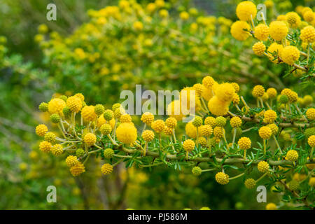 Acacia lasiocarpa wattle native wildflower in Lesueur National Park, WA ...