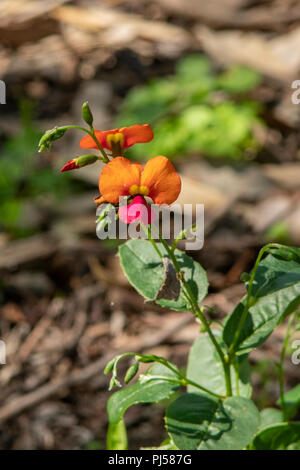 Chorizema cordatum, Heart-leaf Flame Pea Stock Photo - Alamy