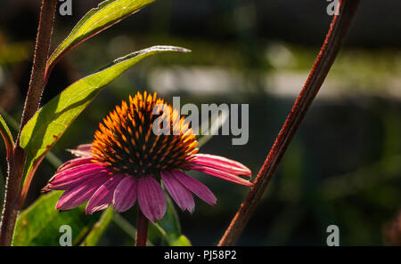 Cone-shaped flowers of a pink flowering shrub Stock Photo - Alamy