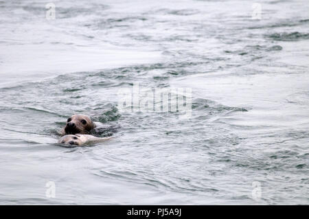 Grey Seal; Halichoerus grypus; Eating; Lerwick Harbour; Shetland; UK ...