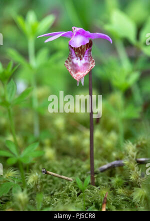 purple color flower grows near the rocks Stock Photo - Alamy