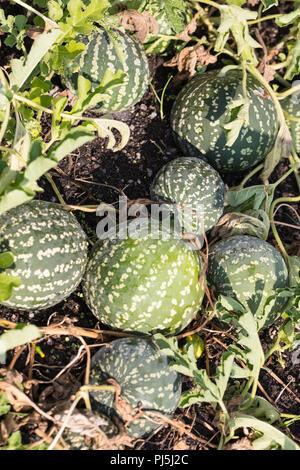 Bitter apple, Kolokvint (Citrullus colocynthis Stock Photo - Alamy