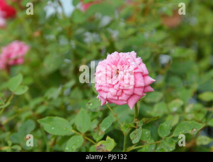 pink pygmy rose in garden home Stock Photo - Alamy