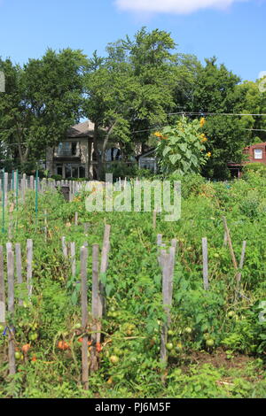 Community garden overgrown with plants on a hot summer day Stock Photo ...