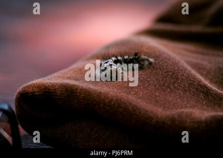 Caterpillar. The caterpillar on a textile material, detail, close up ...