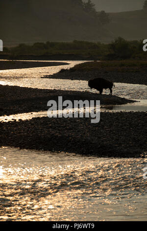 American Bison silhouette. Yellowstone National Park, Wyoming Stock ...