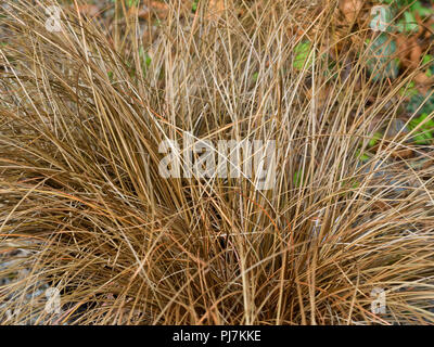 Weeping brown sedge (Carex flagellifera), Cyperaceae Stock Photo - Alamy