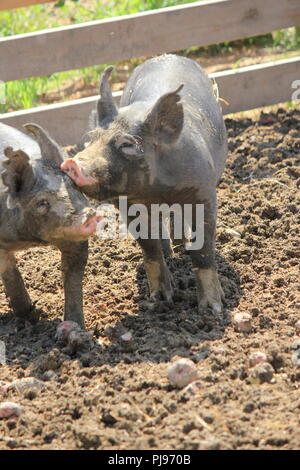 Domestic pigs, running, in pig enclosure on pig farm in Suffolk, April ...