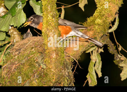 American robin at nest, Keizer Rapids Park, Keizer, Oregon Stock Photo ...