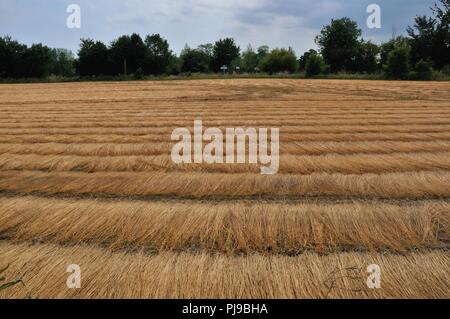 France, linen field in Normandy Stock Photo - Alamy