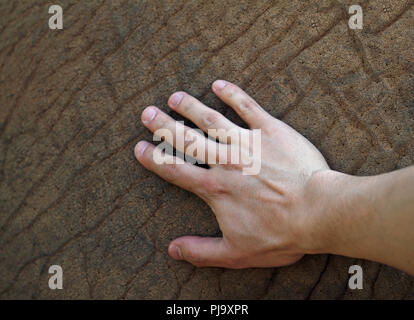 Young man touching the trunk of an elephant Stock Photo - Alamy