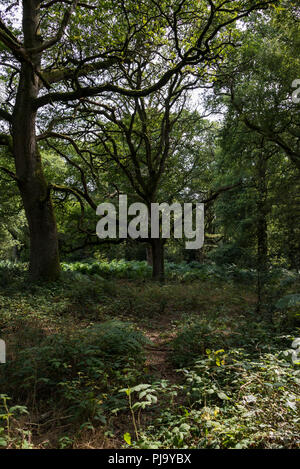 Savernake Forest, Wiltshire Stock Photo - Alamy